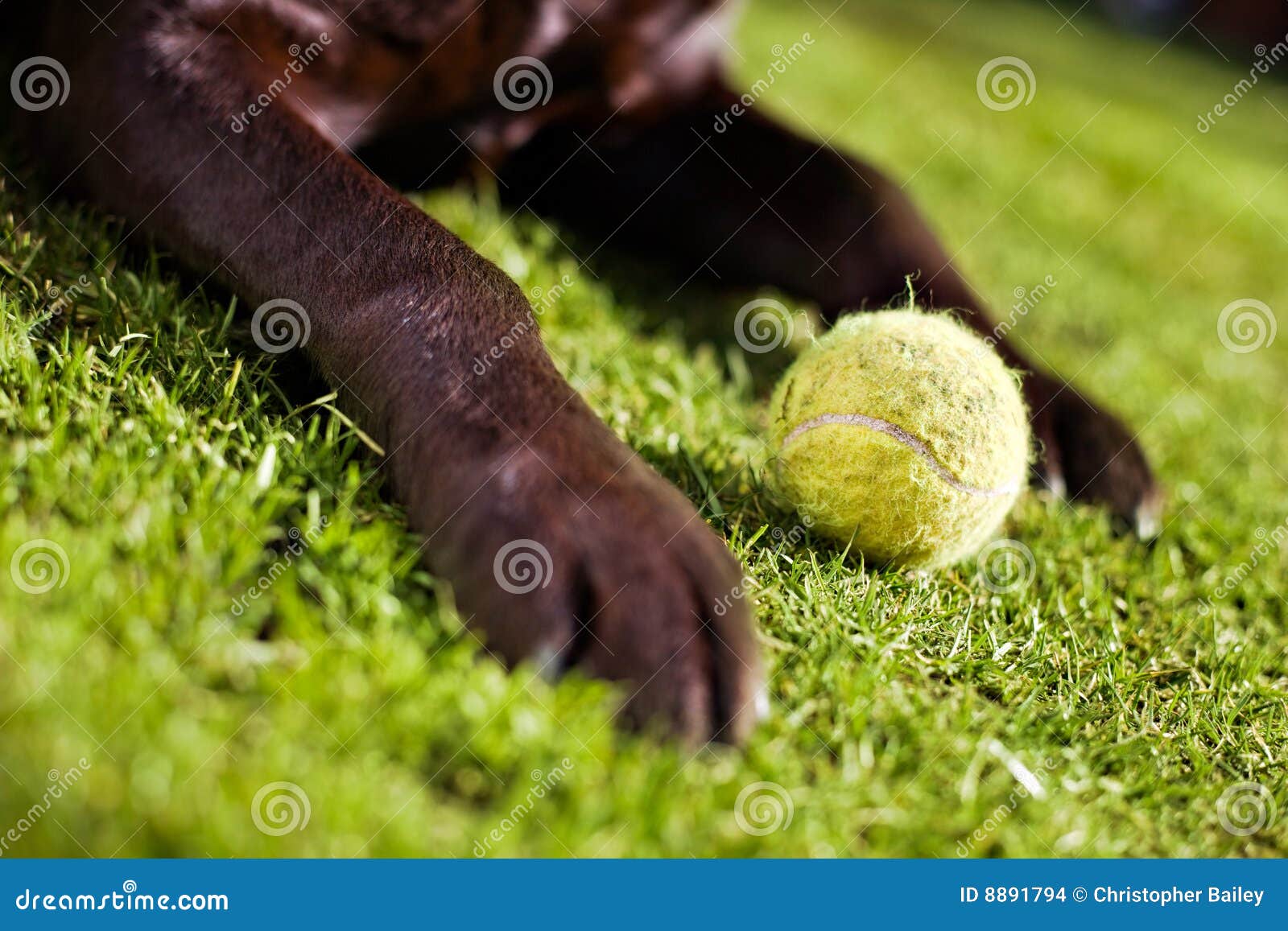 Labrador & Ball stock photo. Image of dark, chocolate - 8891794