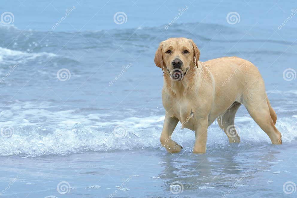 Labrador on the beach stock photo. Image of labrador, retriever - 1334540