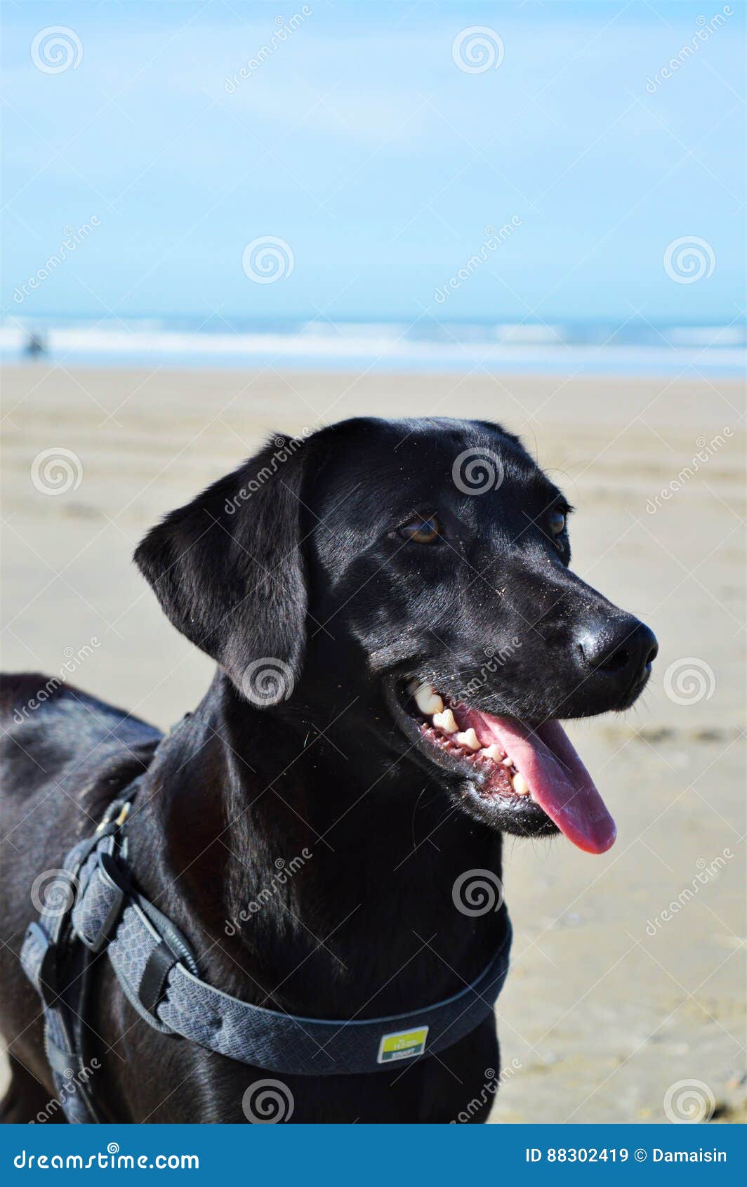 Labrador and the beach stock image. Image of nature, life - 88302419
