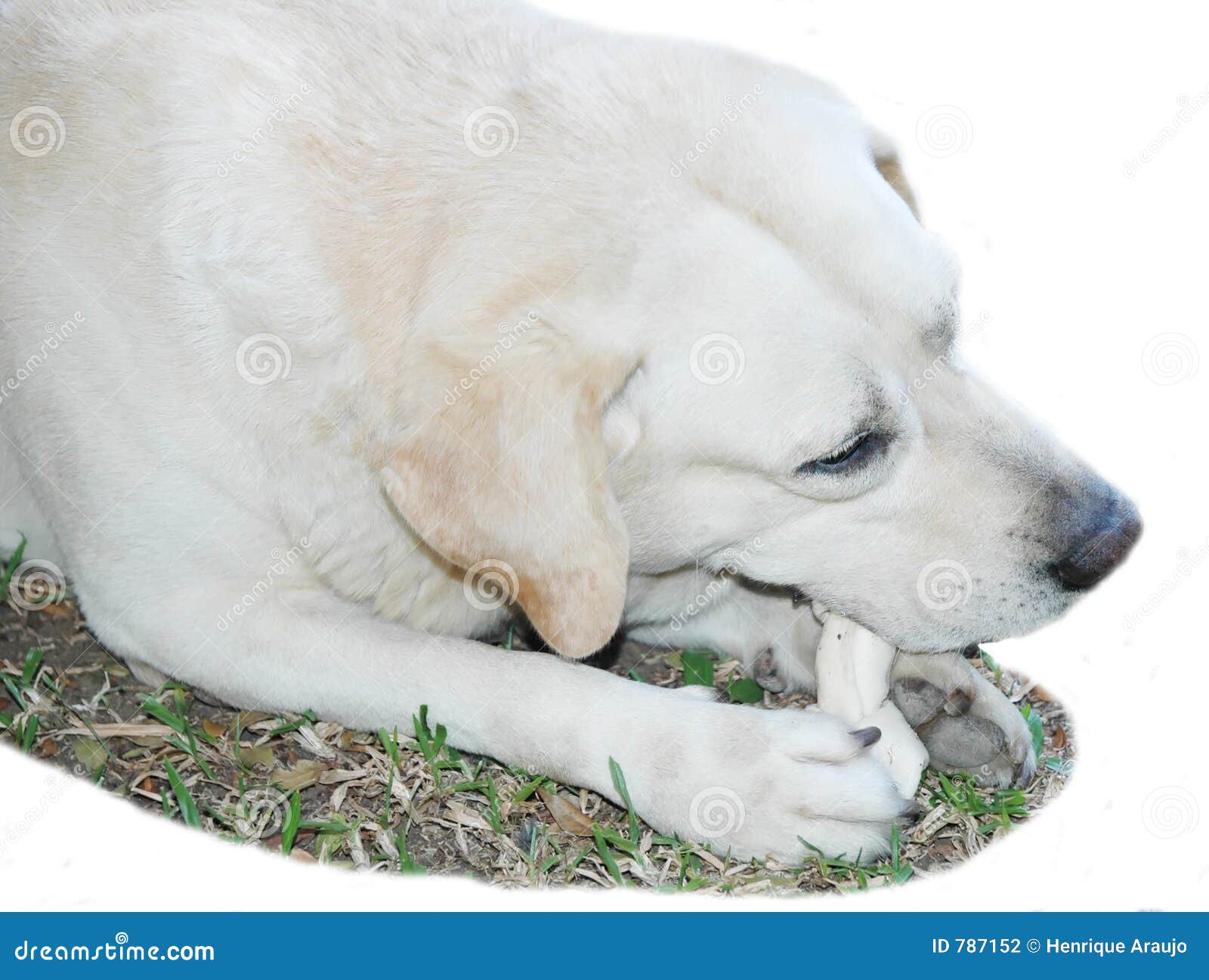 Labrador biting his bone. stock photo. Image of guard, golden - 787152