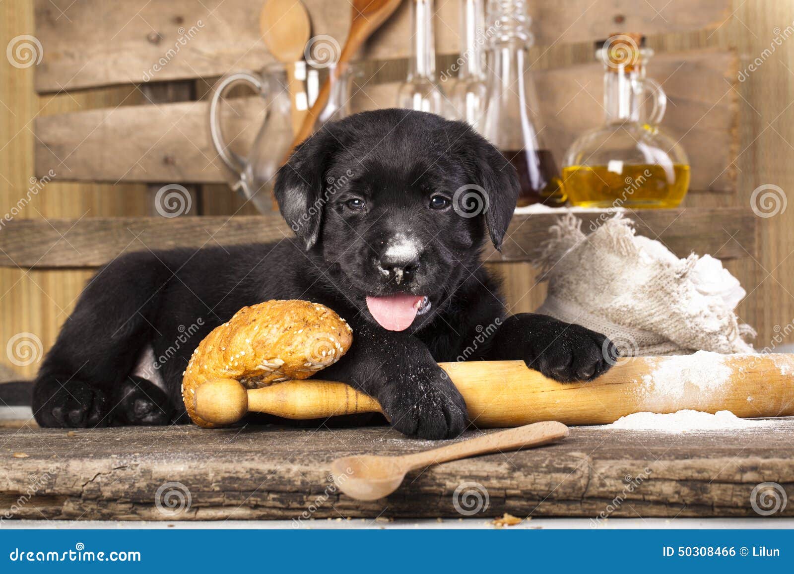 Labrador black stock photo. Image of puppy, labrador - 50308466