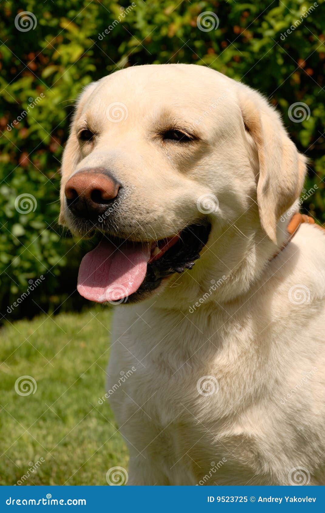 Labrador blanc image stock. Image du chien, nature, sauvetage - 9523725