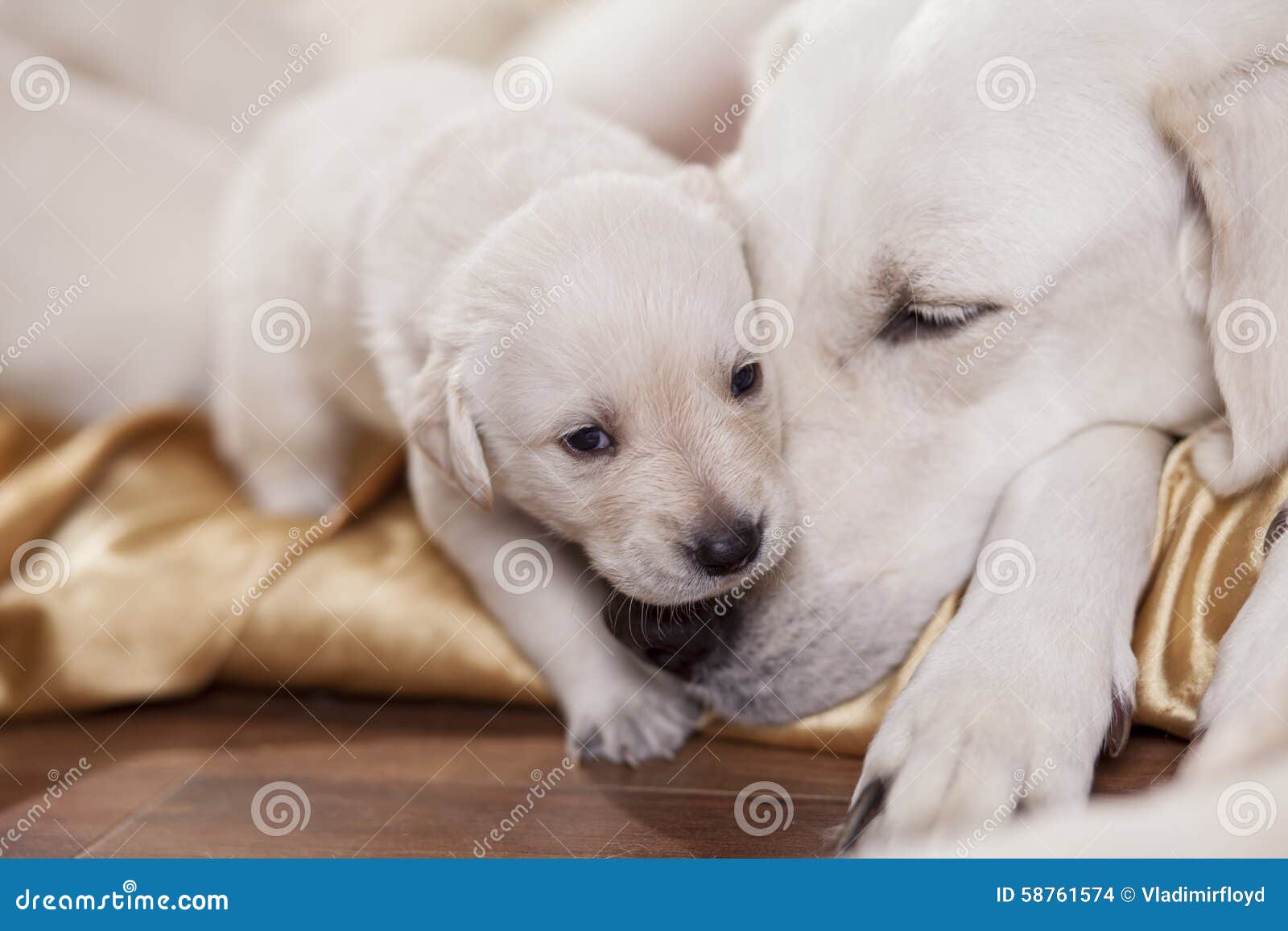 Labrador Blanc Et Son Chiot Photo stock - Image of pose, crabot: 58761574