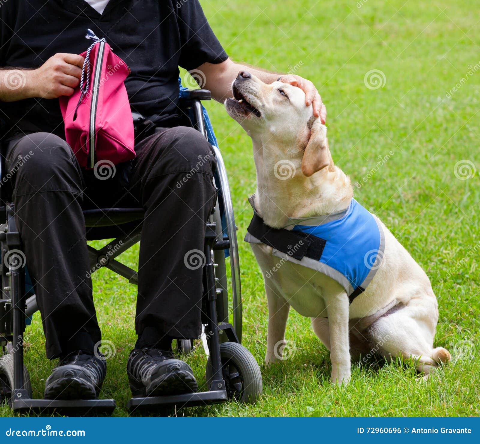 Labrador-Blindenhund Und Sein Behinderter Eigentümer Stockfoto - Bild ...
