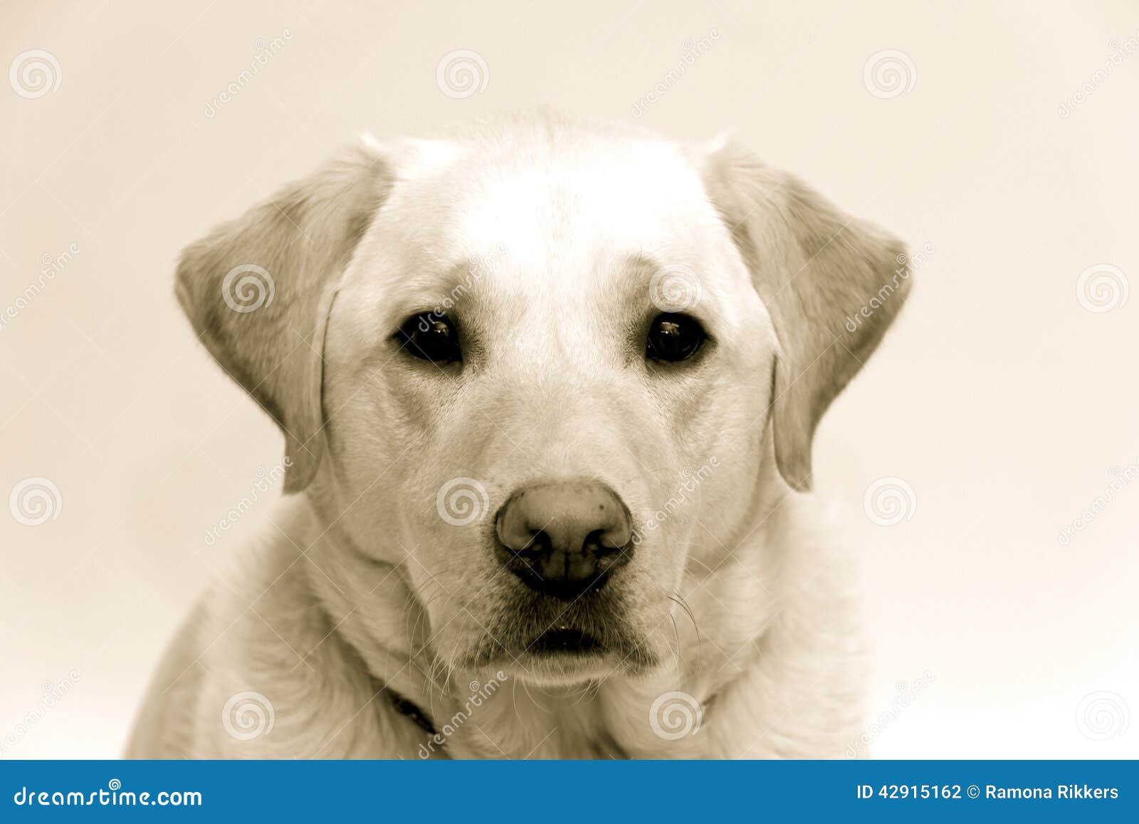 Labrador blond photo stock. Image du crabot, studio, pose - 42915162