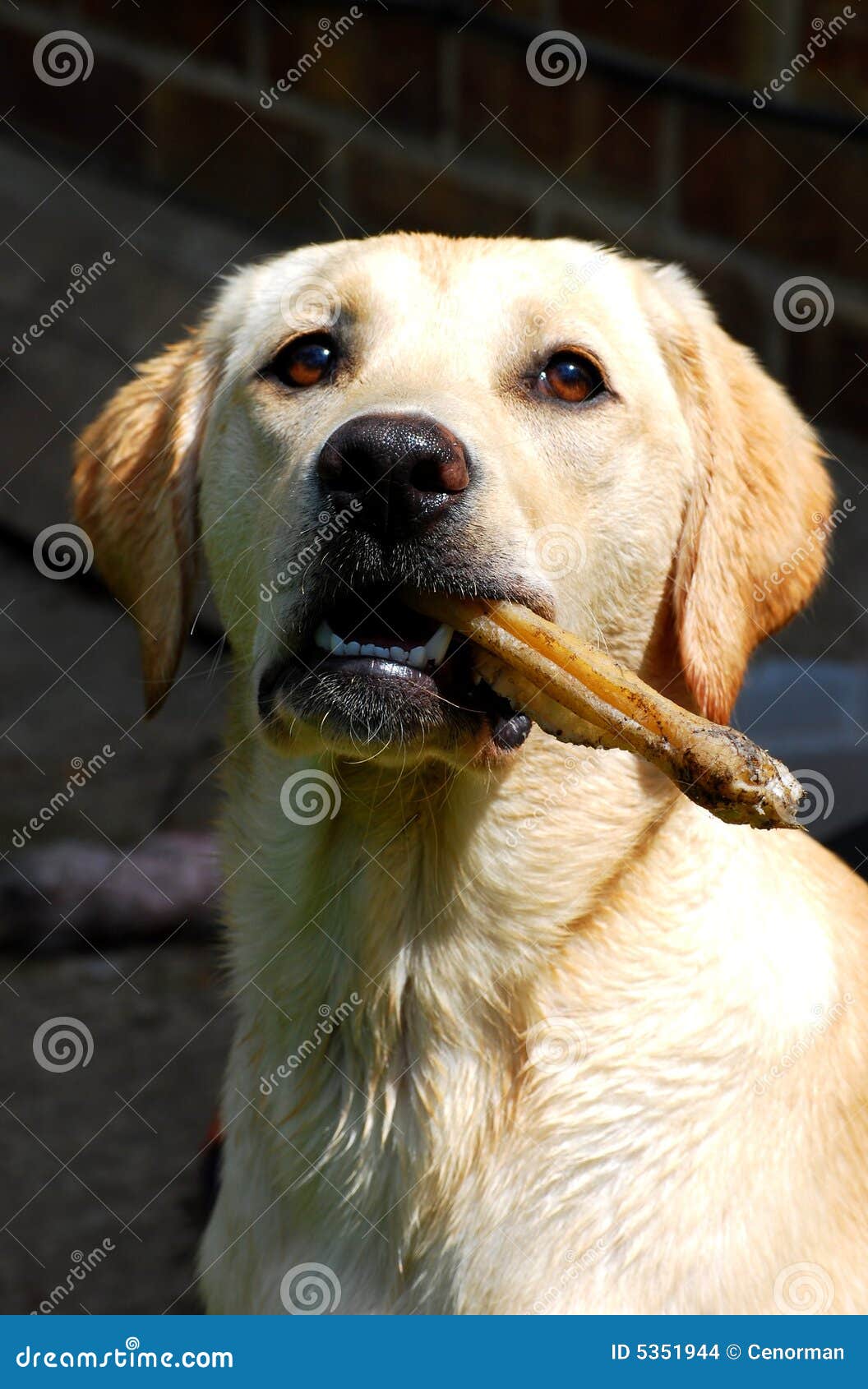 Labrador and bone stock photo. Image of gundog, cute, chew - 5351944