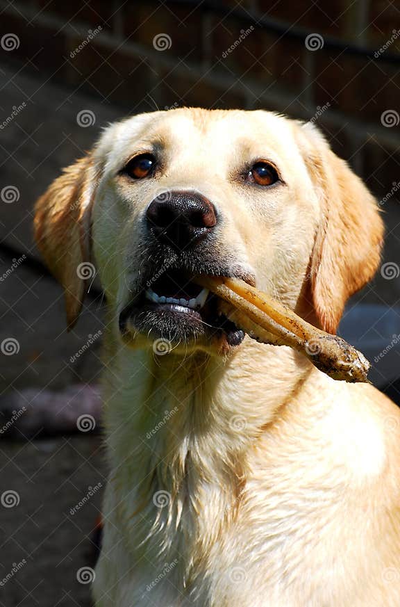 Labrador and bone stock photo. Image of gundog, cute, chew - 5351944