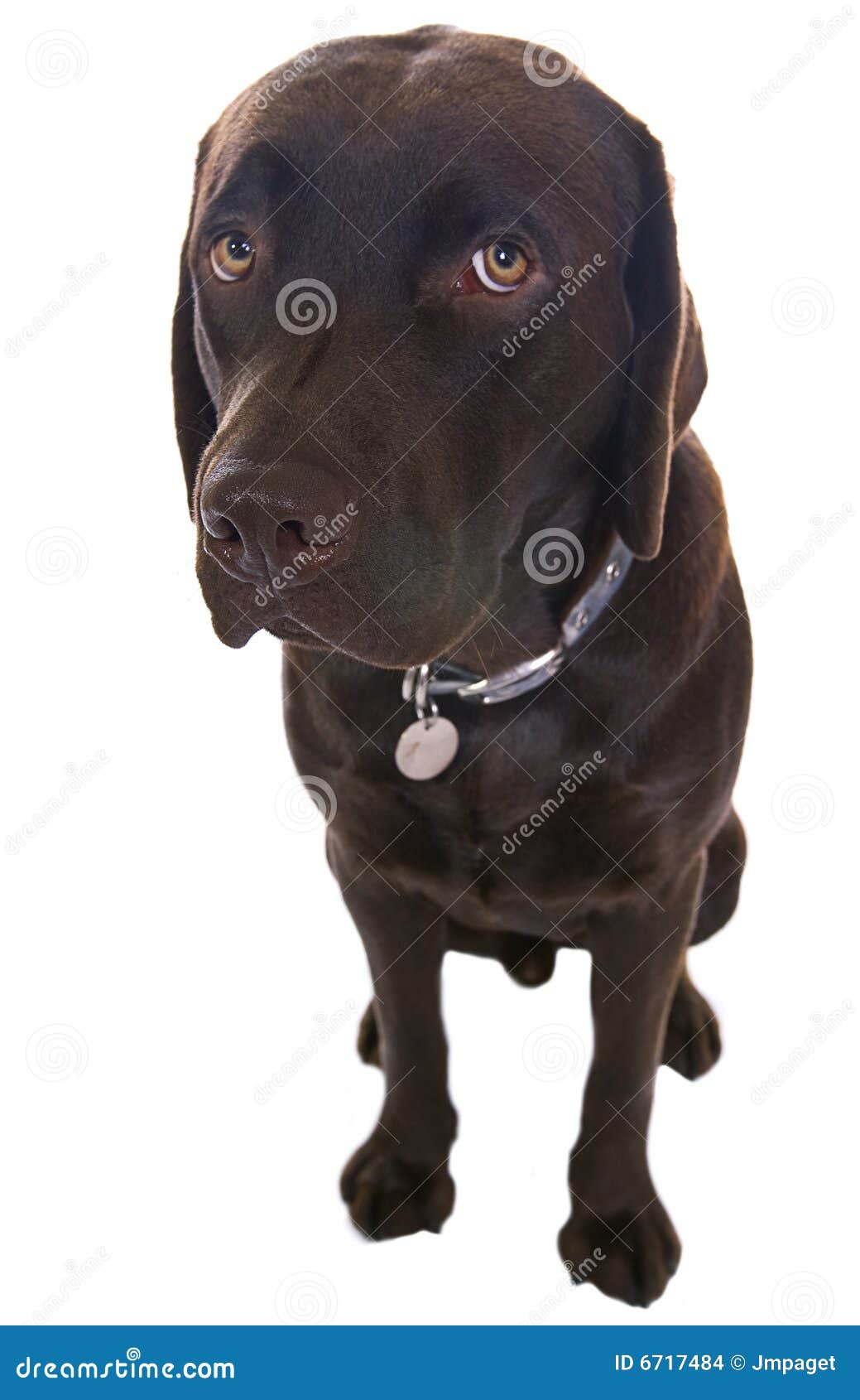 Labrador Bonito Com Os Olhos Pesarosos Grandes Foto de Stock - Imagem ...