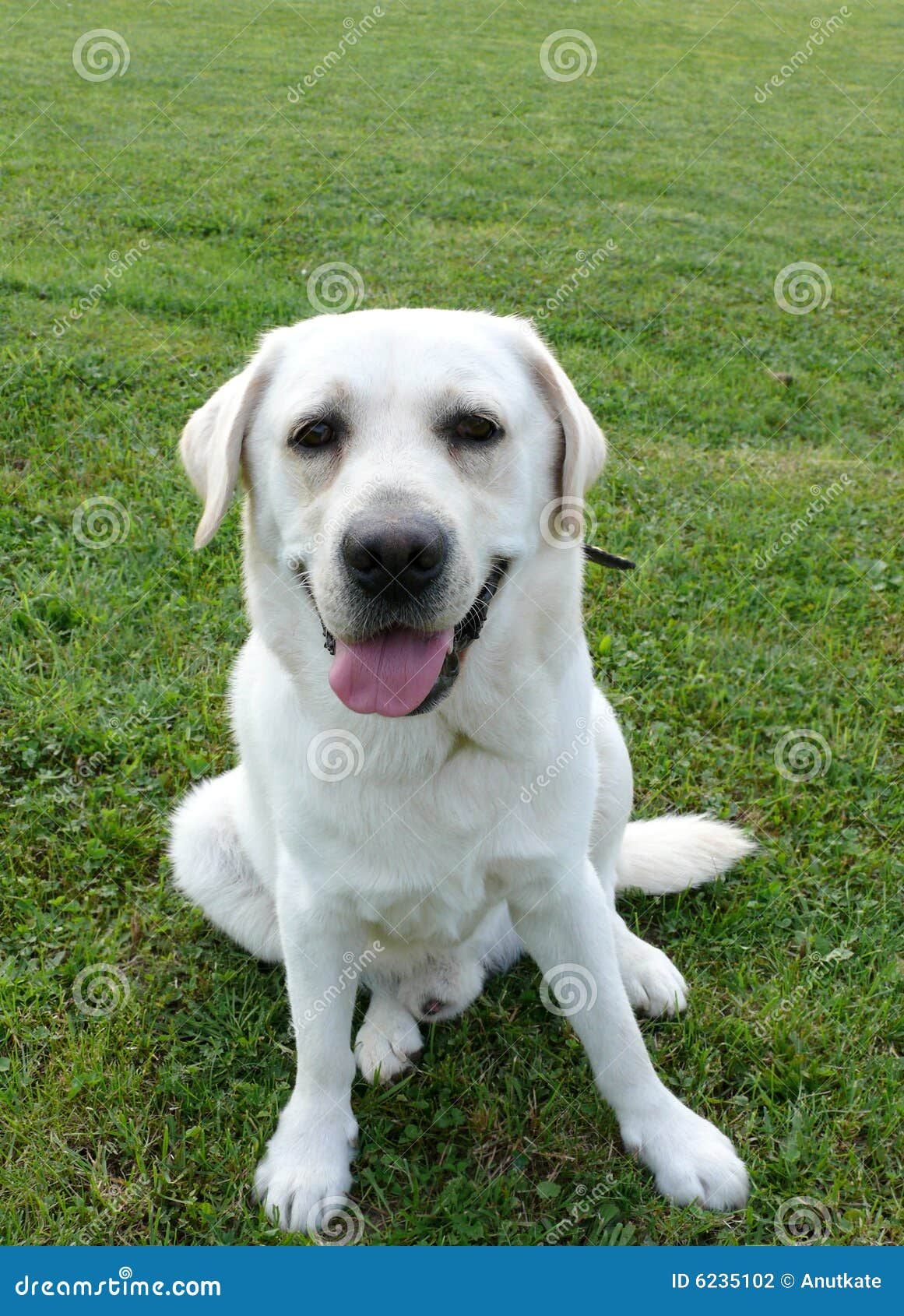 Labrador branco foto de stock. Imagem de labrador, macio - 6235102