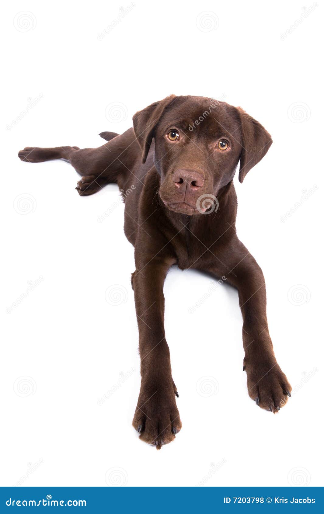 Labrador Castanho Chocolate Que Olha Acima Foto de Stock - Imagem de ...