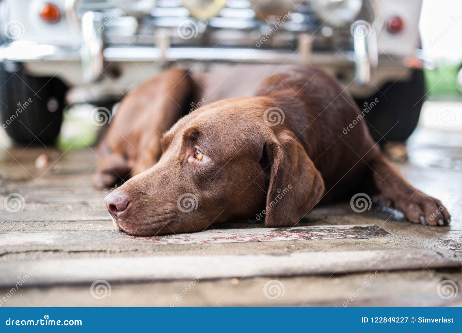 Labrador Chocolate Color Sleeping Stock Image - Image of canine, lying ...
