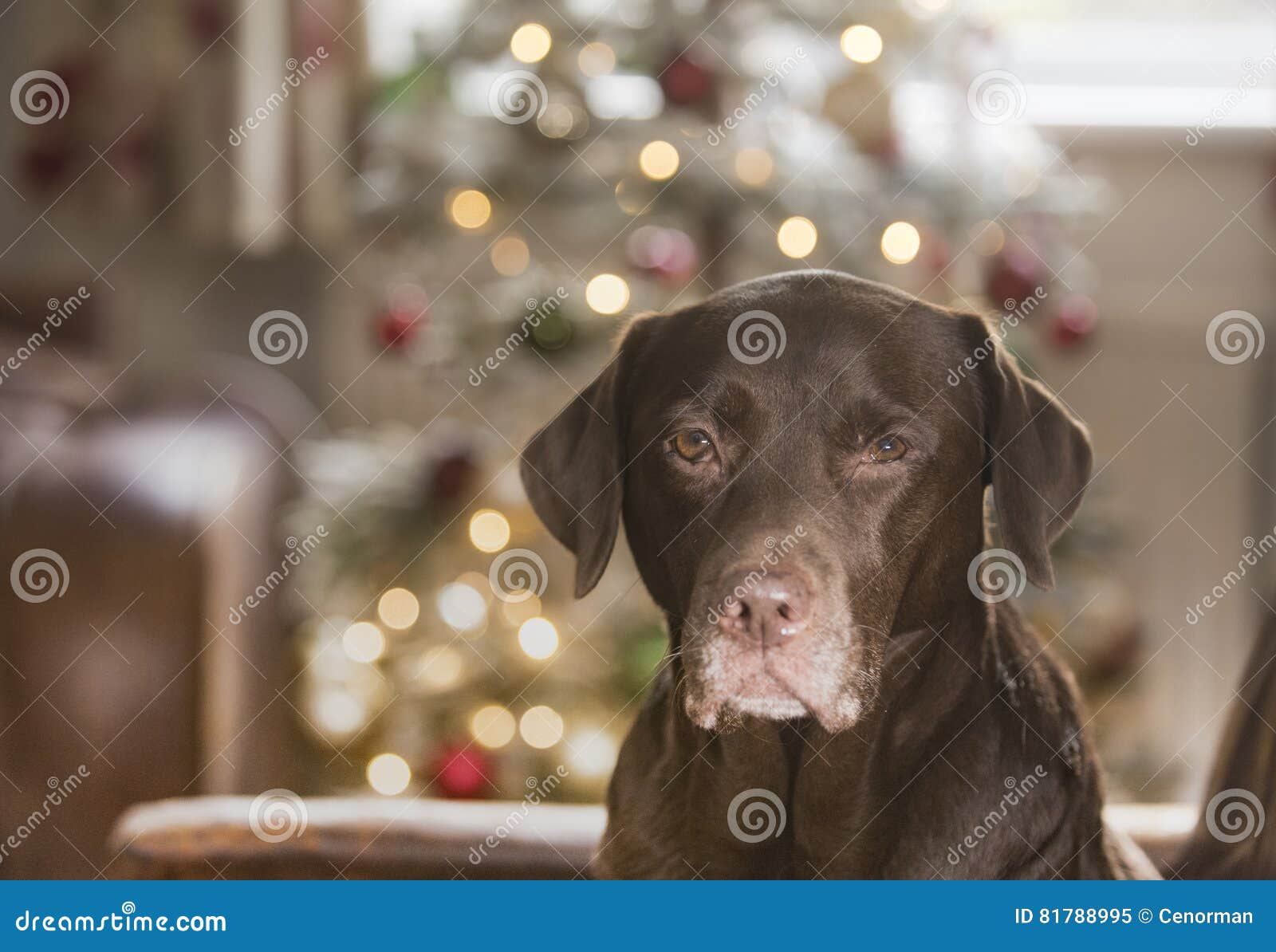 Labrador and Christmas Tree Stock Image - Image of next, puppy: 81788995