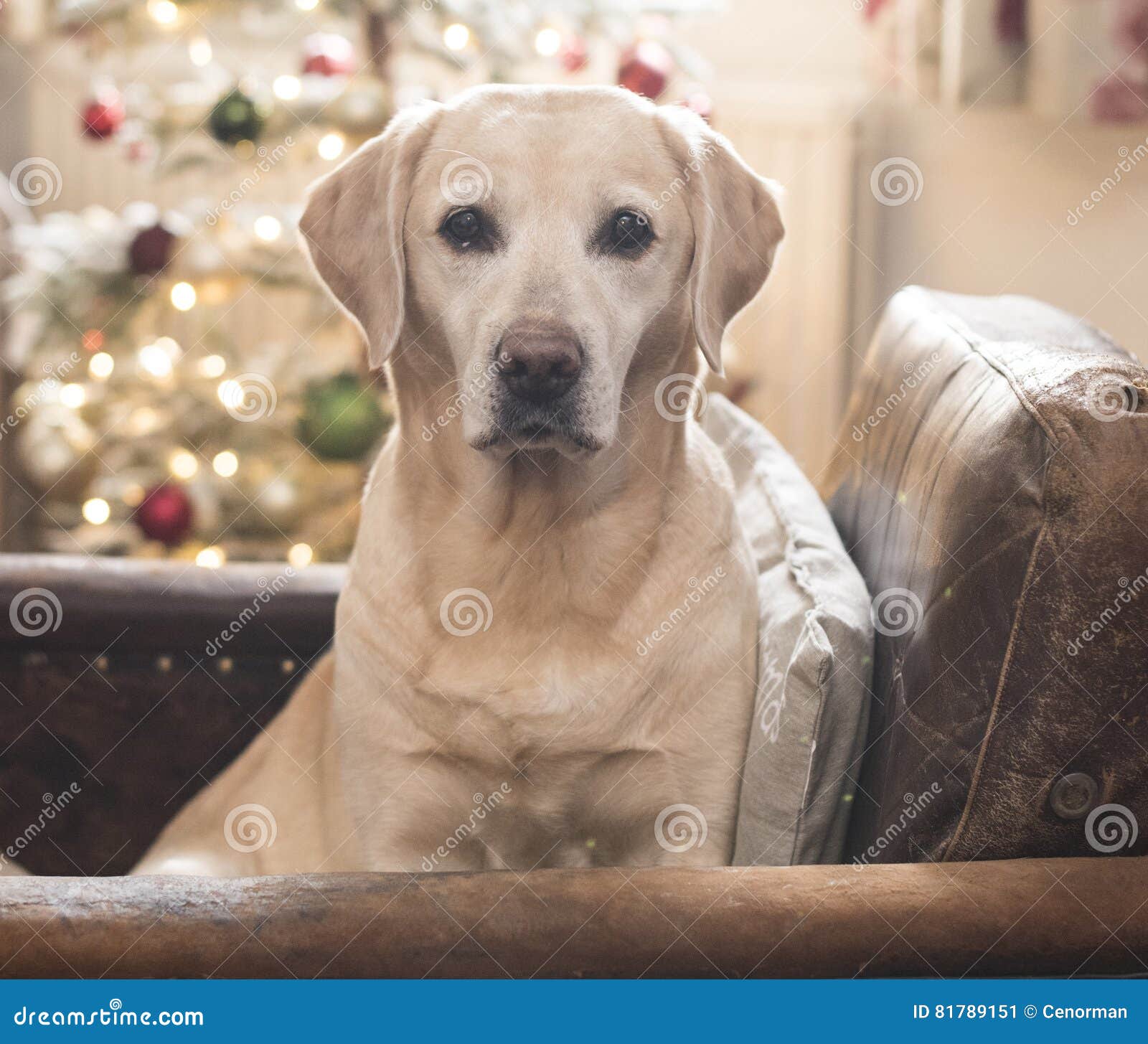 Labrador and Christmas Tree Stock Image - Image of tree, cute: 81789151