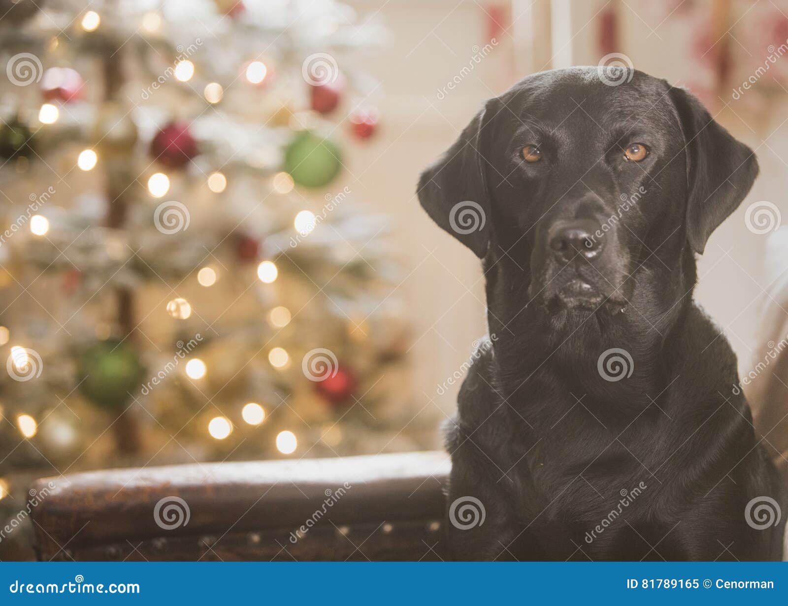 Labrador and Christmas Tree Stock Image - Image of christmas ...
