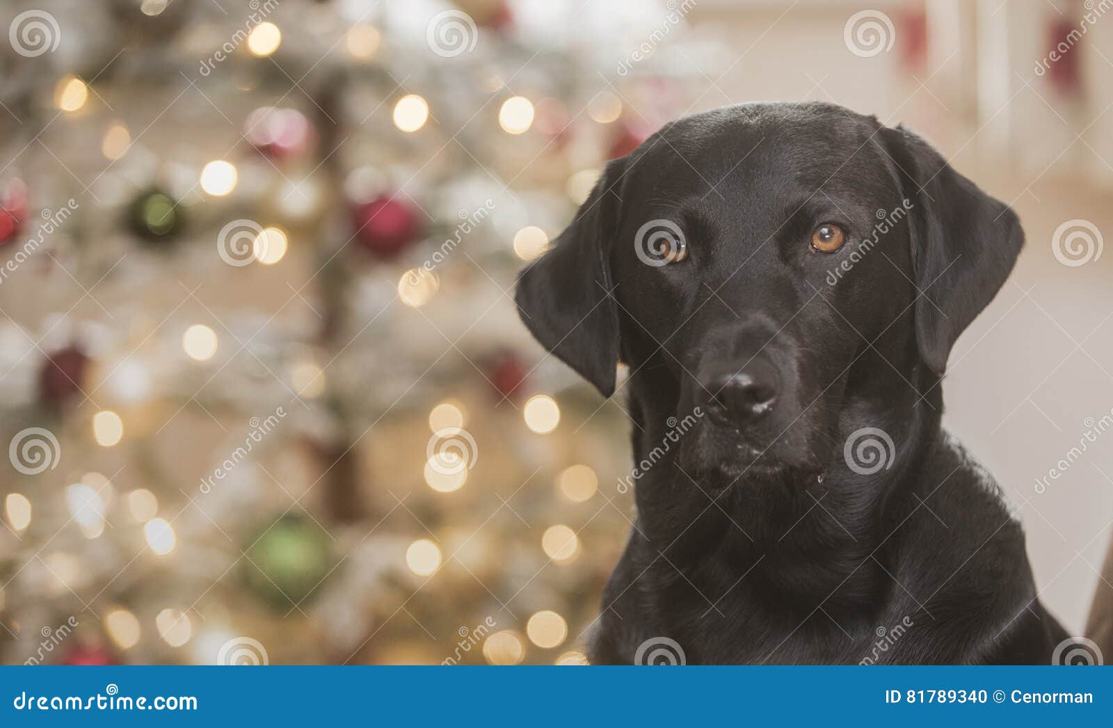Labrador and Christmas Tree Stock Photo - Image of lights, pretty: 81789340