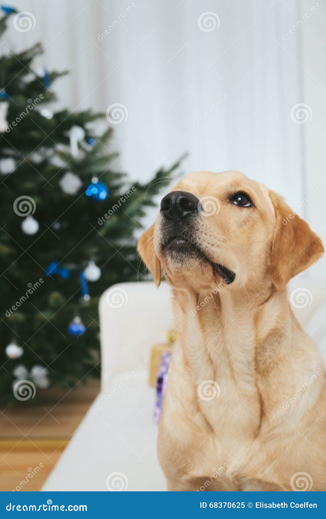 Labrador with Christmas Tree Stock Image - Image of looking, seasonal ...