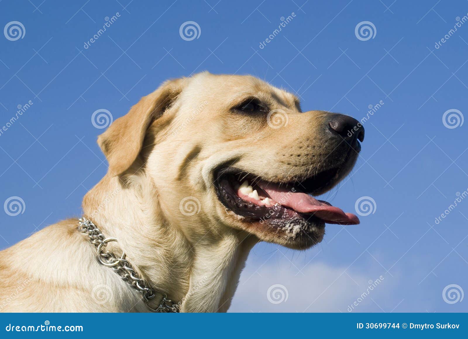 Labrador stock photo. Image of activity, portrait, canine - 30699744
