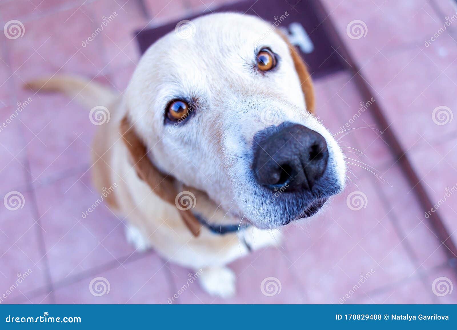 Labrador Close-up, Funny Face Stock Photo - Image of handsome, bored ...