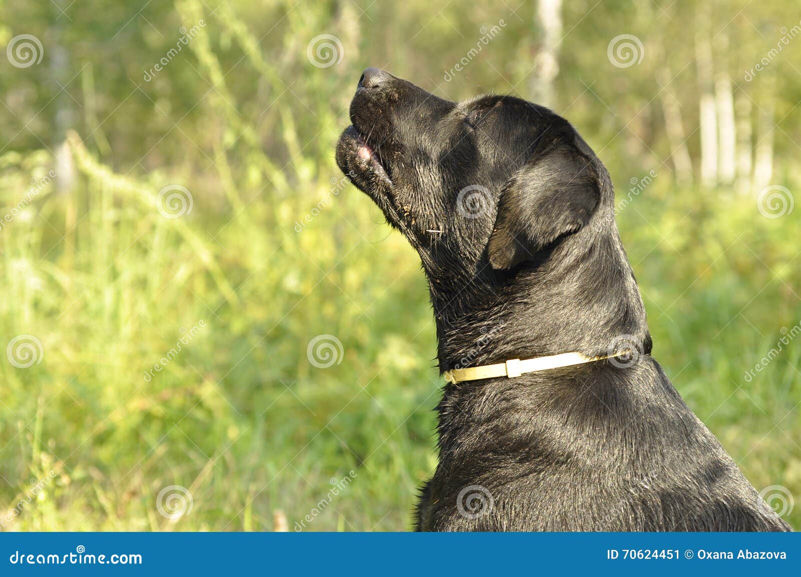 Labrador close up profile stock image. Image of black - 70624451