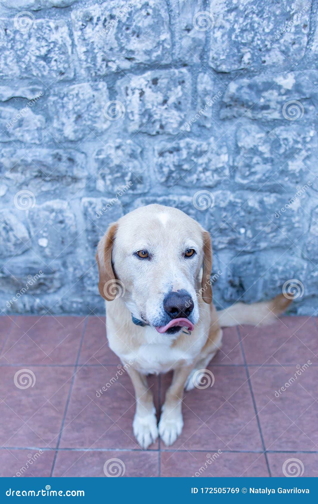Labrador Close-up Sitting in the Yard Stock Image - Image of street ...