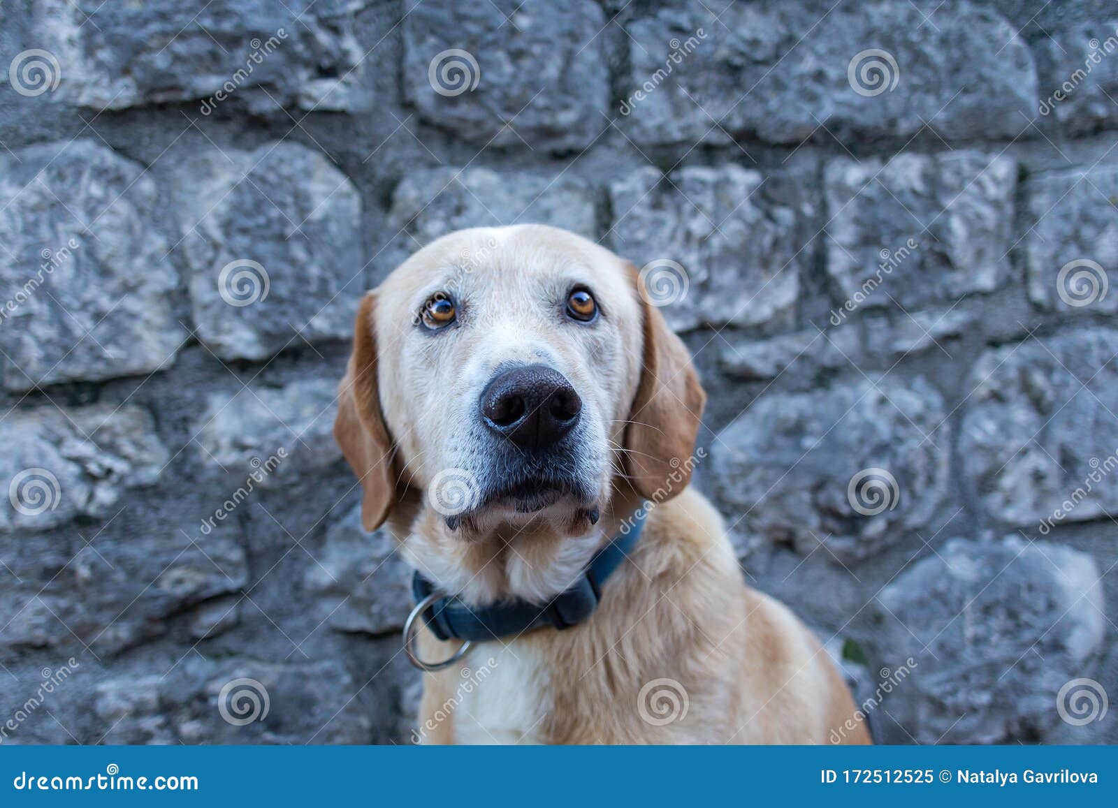 Labrador Close-up Sitting in the Yard Stock Image - Image of tongue ...