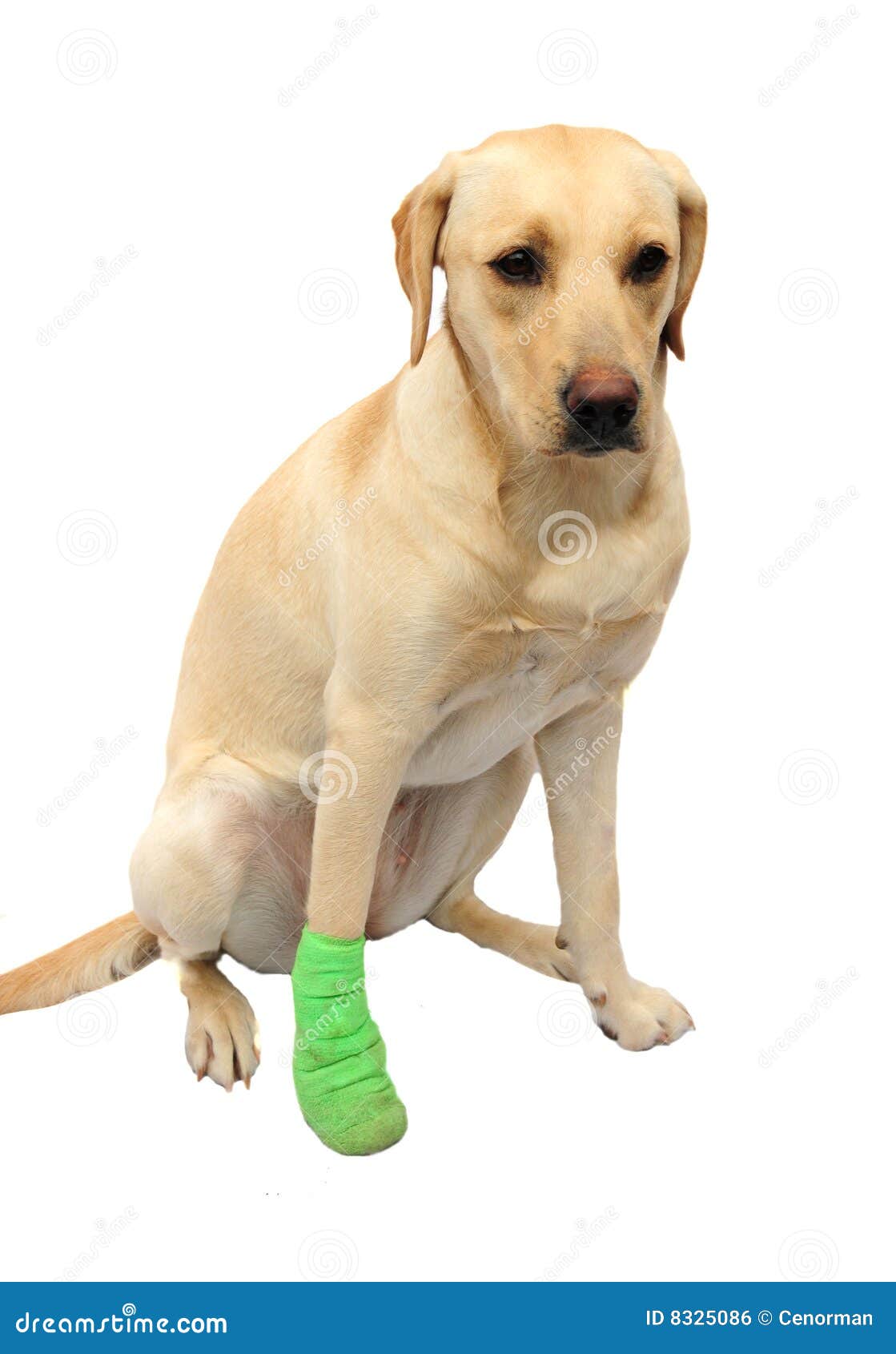 Labrador com pé enfaixado foto de stock. Imagem de membro - 8325086