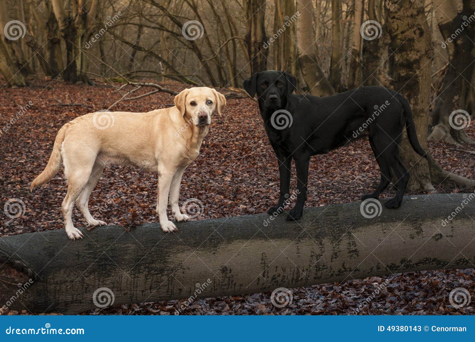 Labrador stock image. Image of cute, park, standing, yellow - 49380143