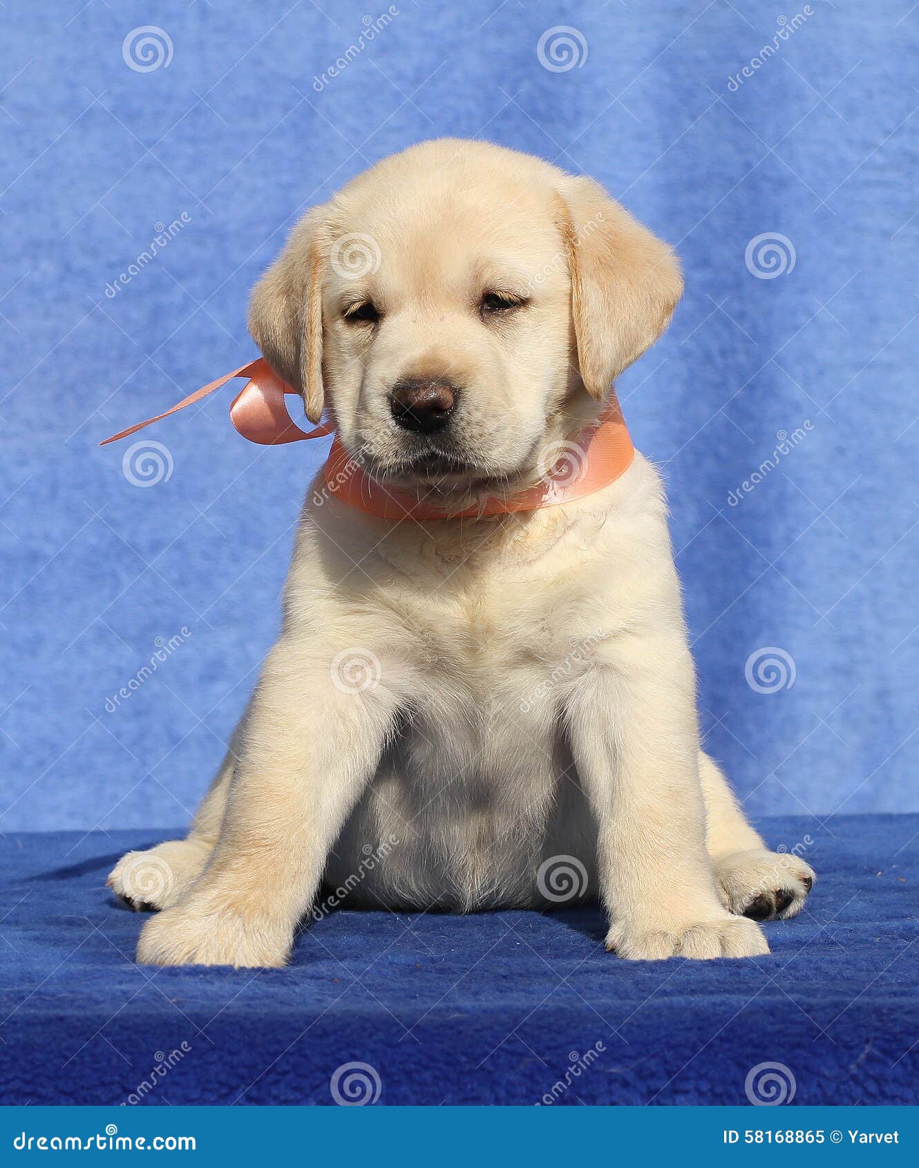 Labrador Cute Puppy on the Blue Background Stock Image - Image of ...