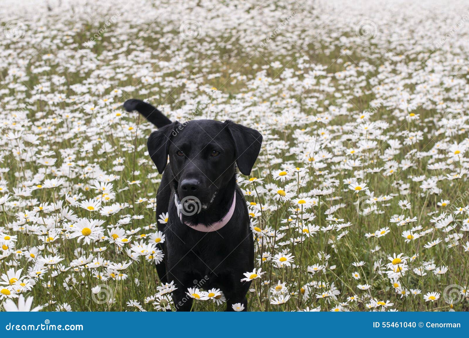 Labrador in daisies stock photo. Image of labrador, daisies - 55461040