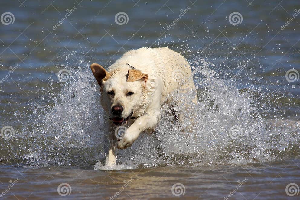 Labrador dans l'eau image stock. Image of labrador, orienté - 21233025
