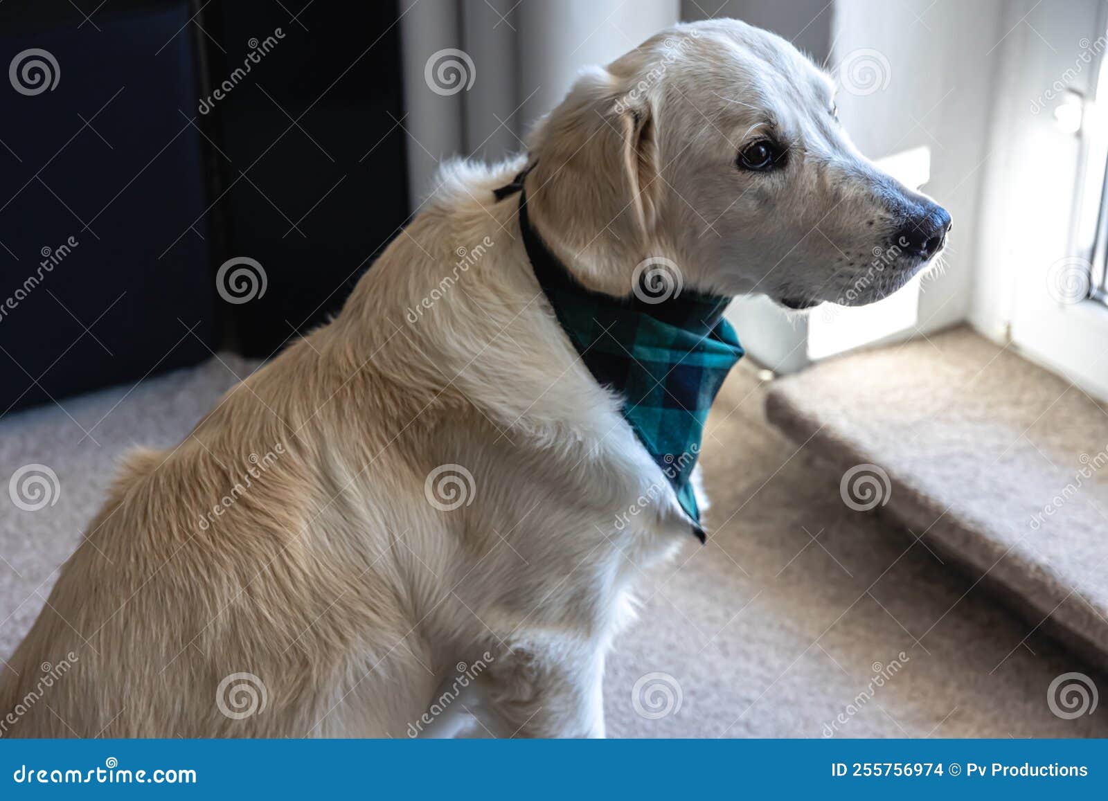 Labrador De Perro Encerrado En El Interior De La Casa. Foto de archivo ...