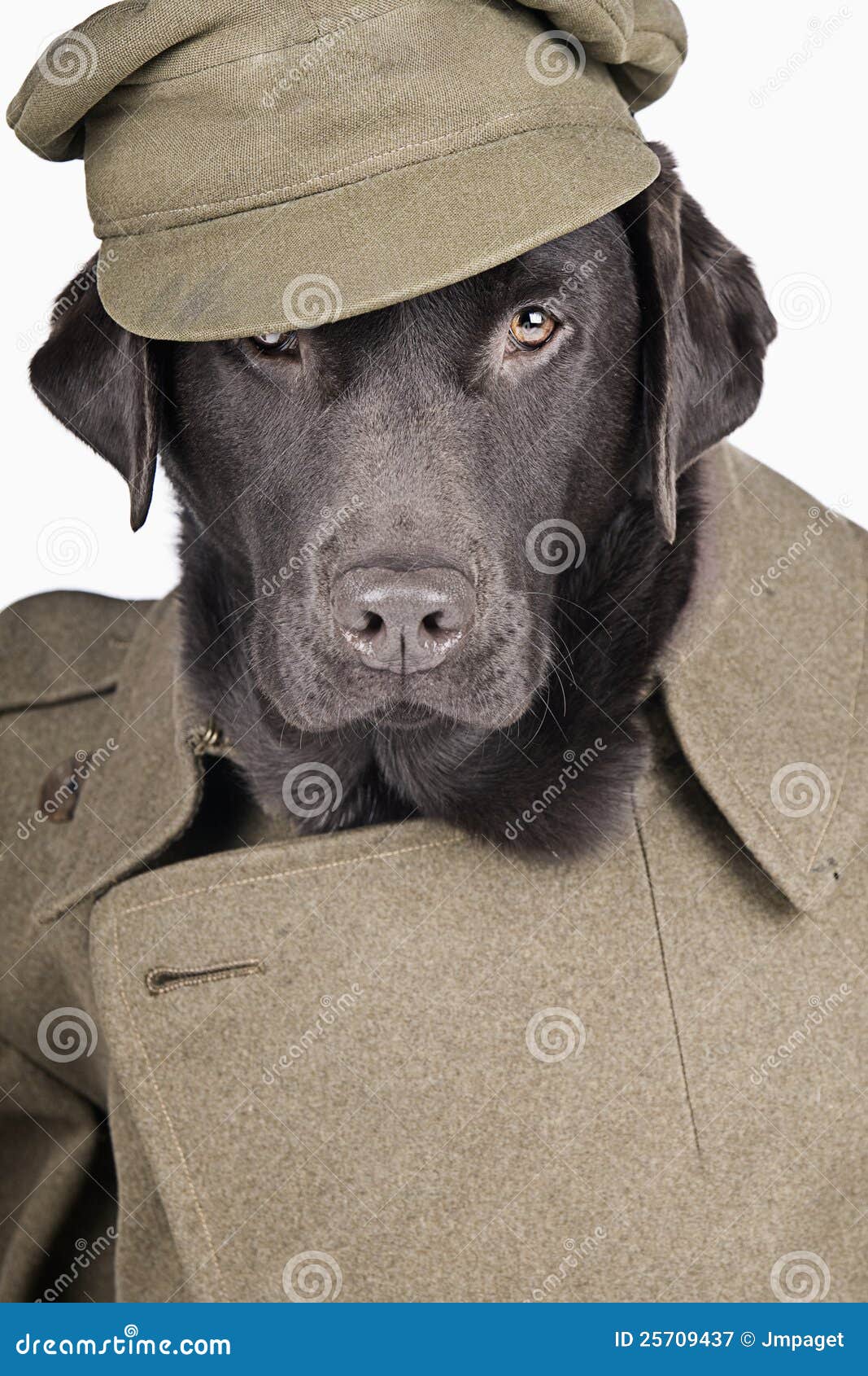 Labrador in Der Armee-Uniform Stockbild - Bild von barke, braun: 25709437