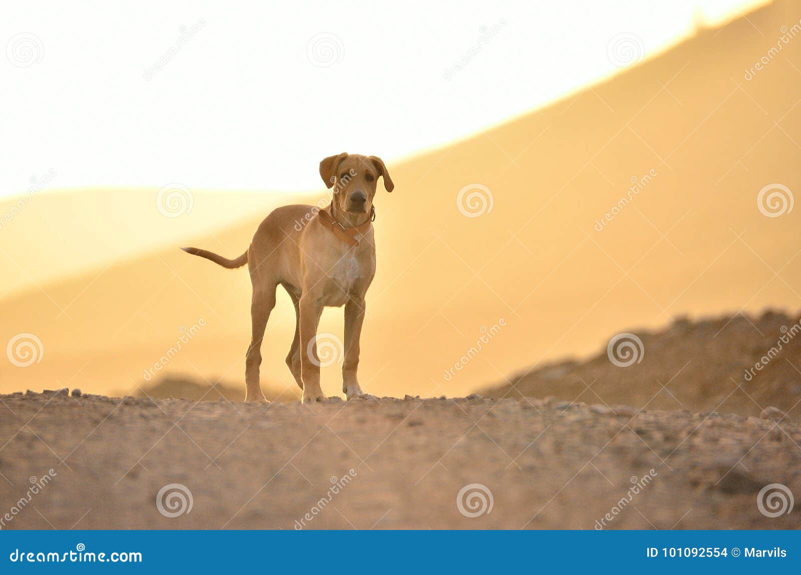 Labrador and desert stock photo. Image of park, summer - 101092554