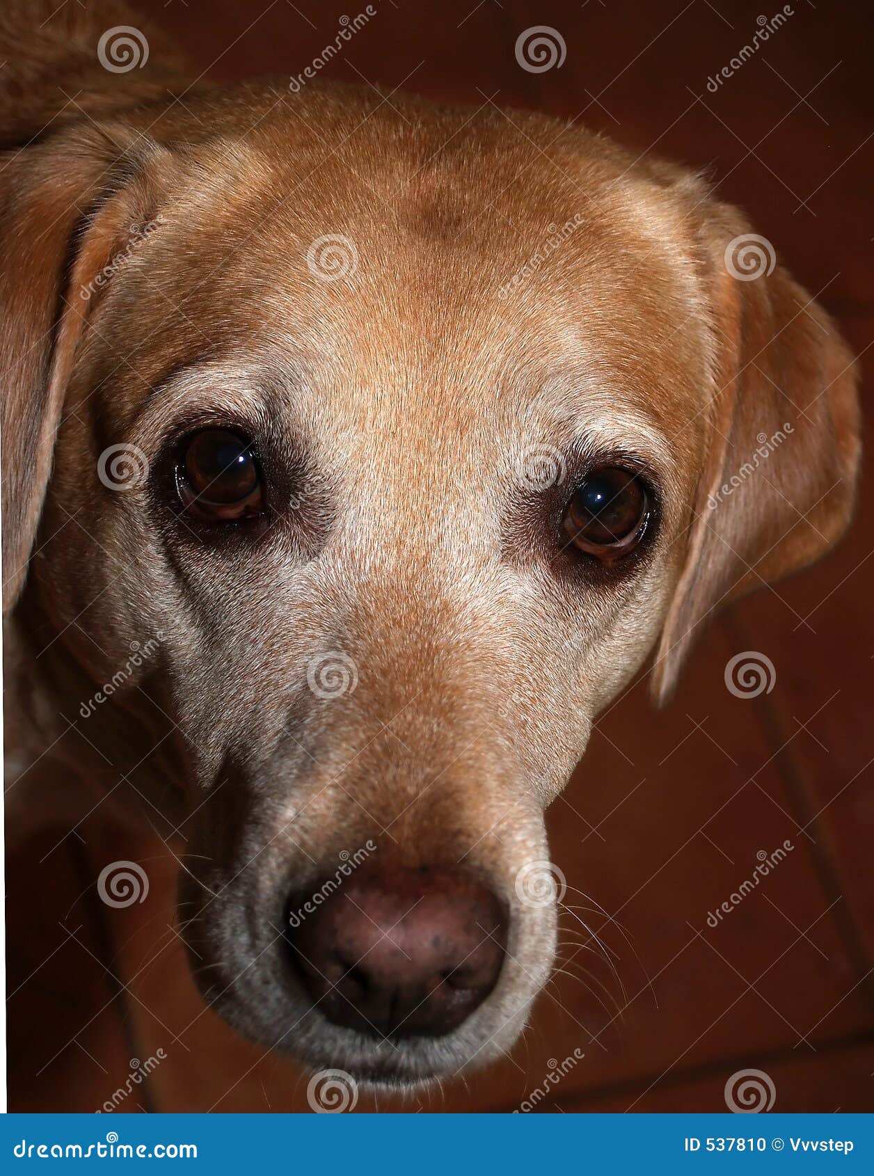Labrador Dog stock photo. Image of cute, positive, studio - 537810