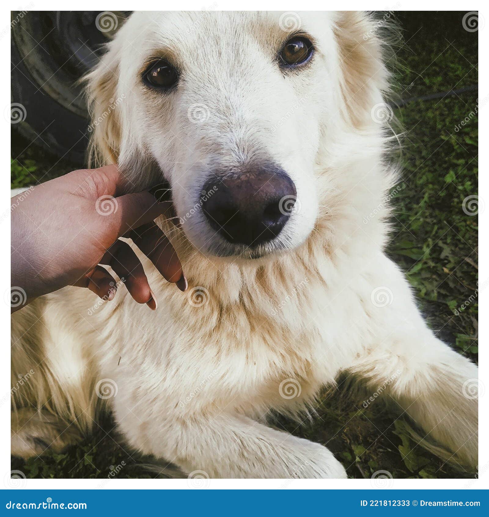 Labrador Dog Beautiful Pretty Stock Image - Image of sports, pretty ...