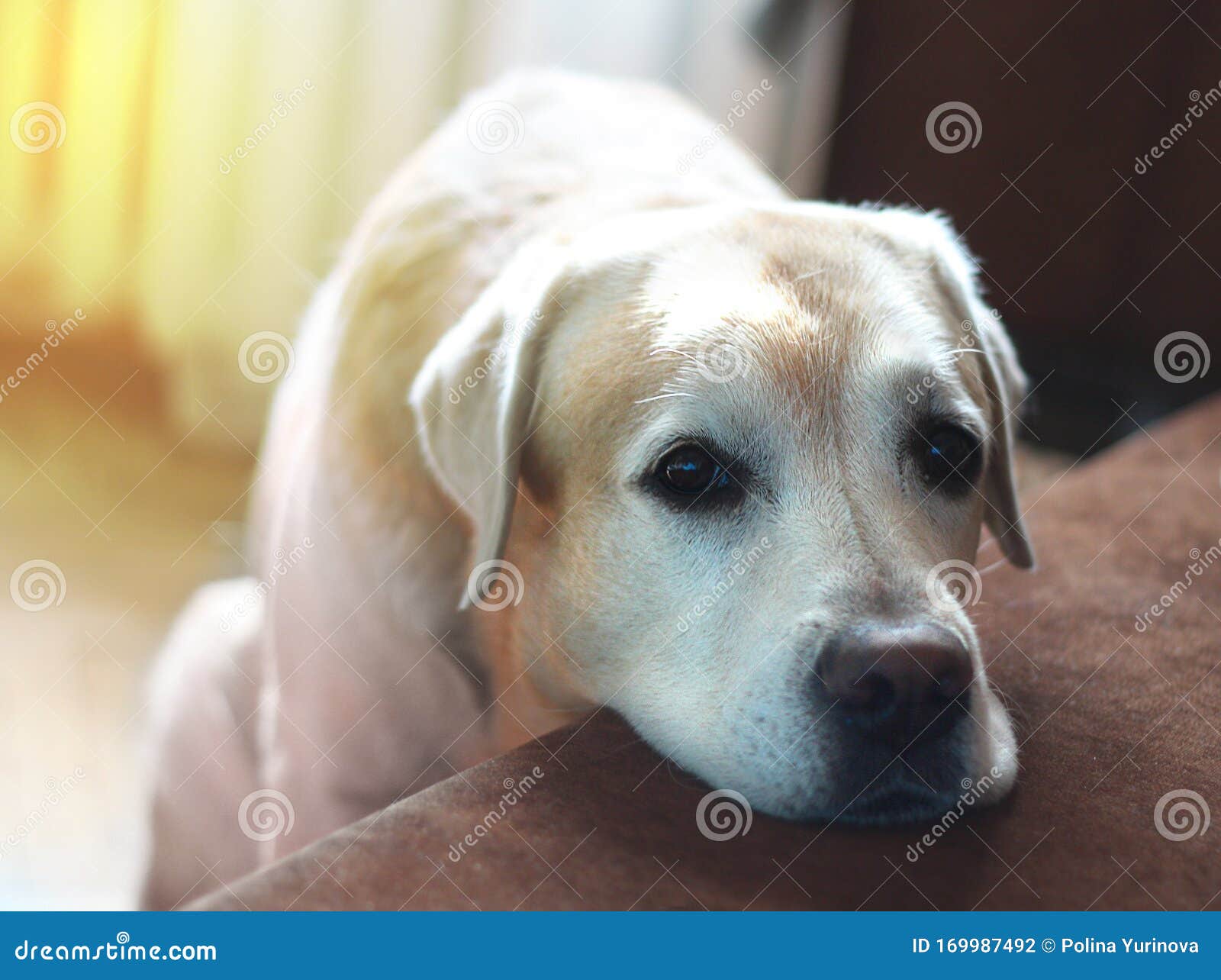 Labrador Dog Begging Close Up Portrait Stock Photo - Image of hunger ...