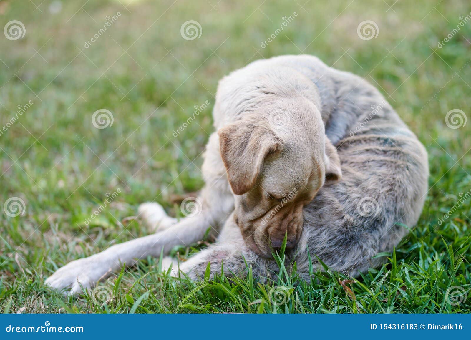 Do Labrador Dogs Bite