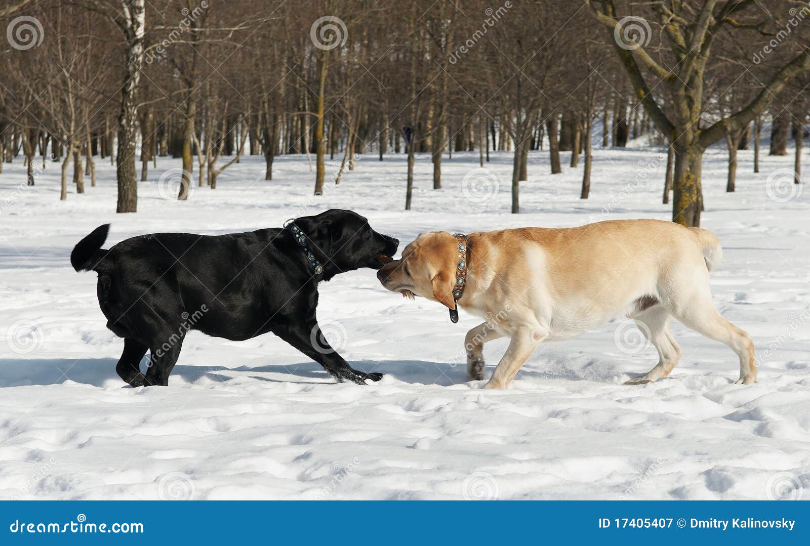 Do Labradors Like Cold Weather