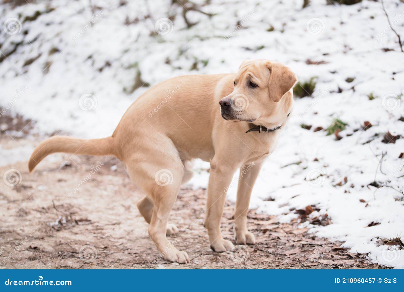 Labrador Dog Defecating in the Park Stock Image - Image of animal ...