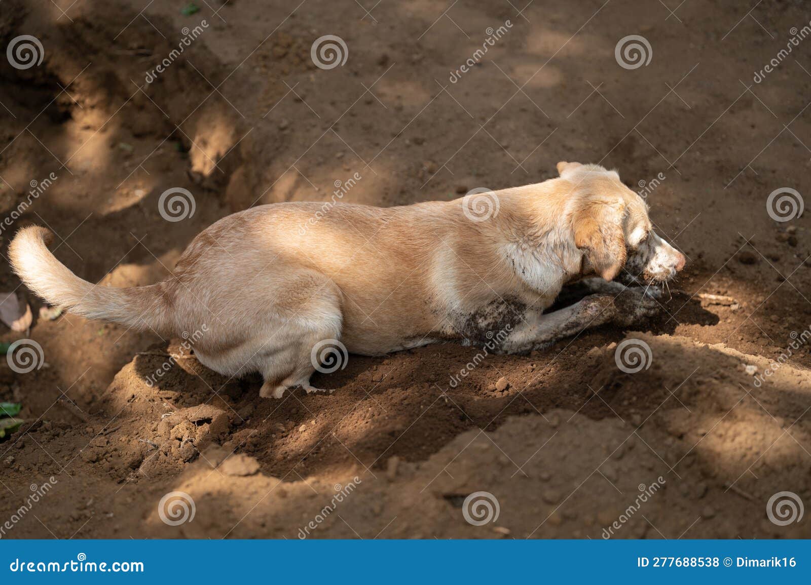 Labrador Dog Dig Hole in Mud Stock Photo - Image of playful, domestic ...
