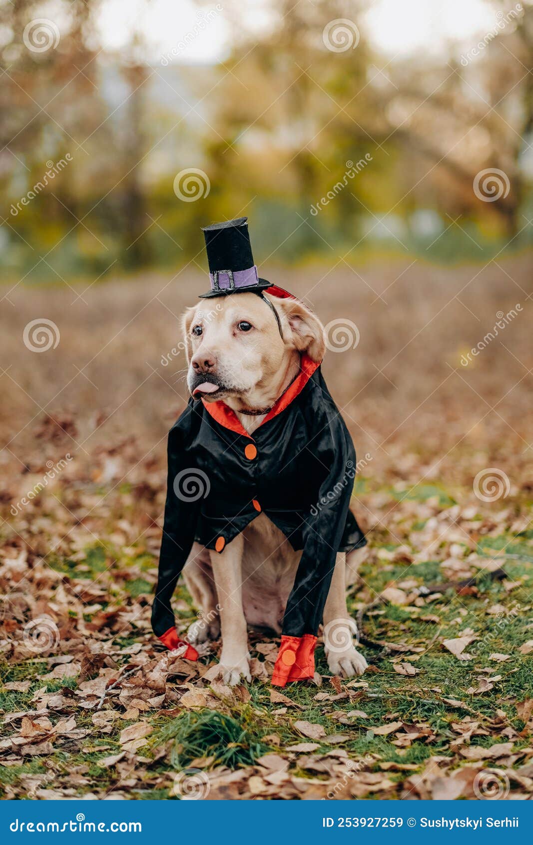 Labrador Dog Dressed in a Costume for the Celebration of Halloween. a ...