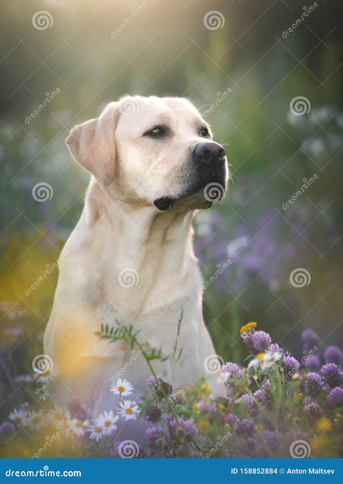 Labrador dog stock photo. Image of daisies, purebred - 158852884