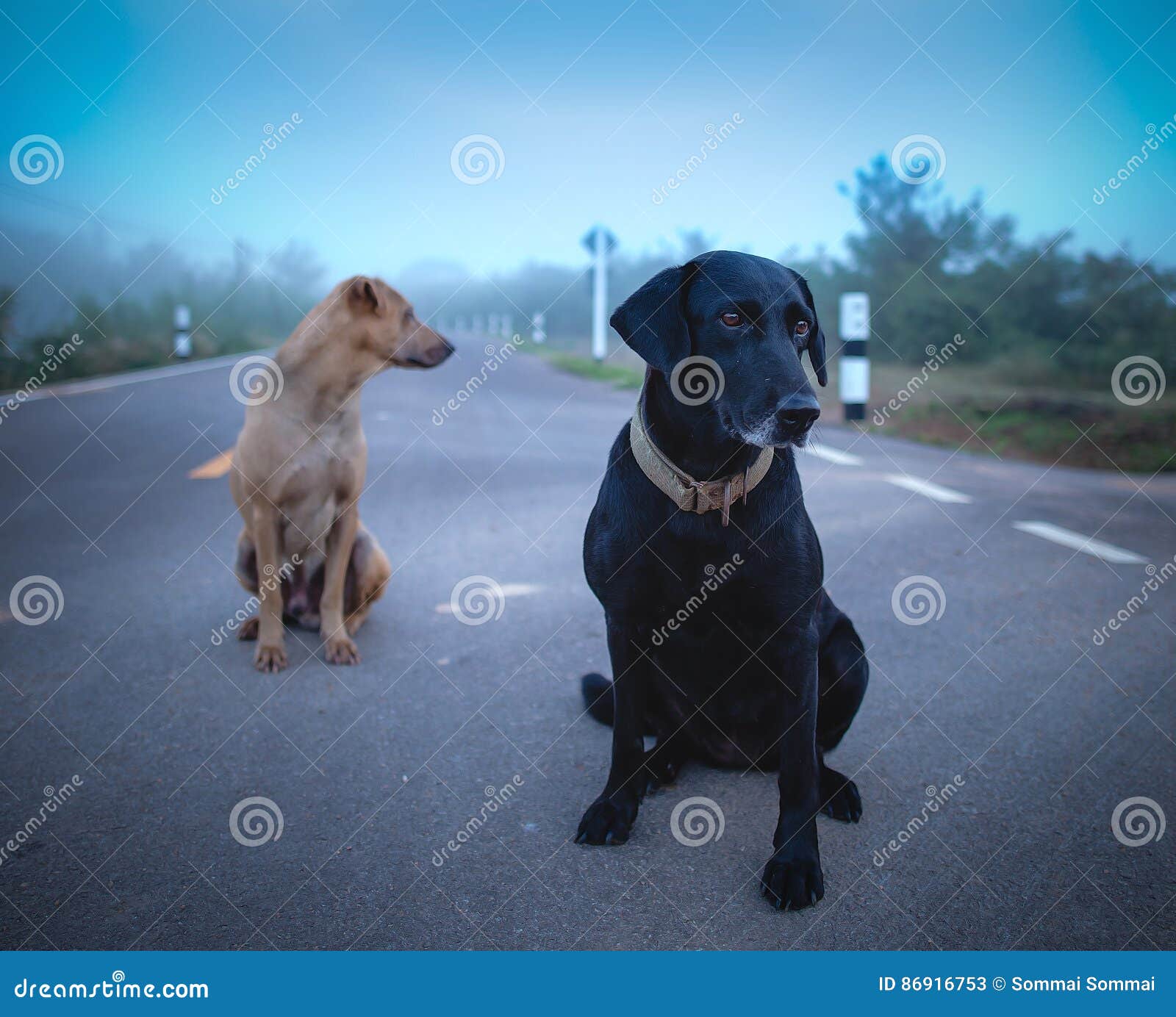 Labrador dog and friend stock image. Image of white, funny - 86916753