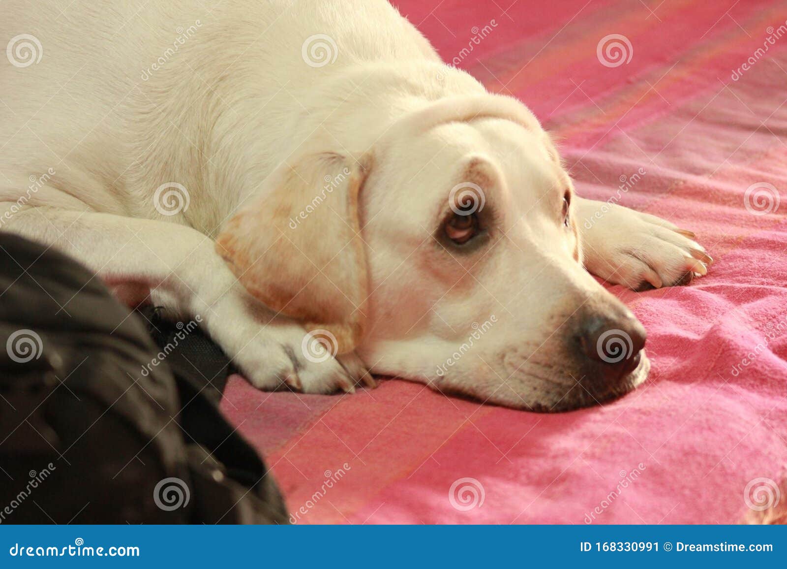Labrador dog stock image. Image of like, stares, frowning - 168330991