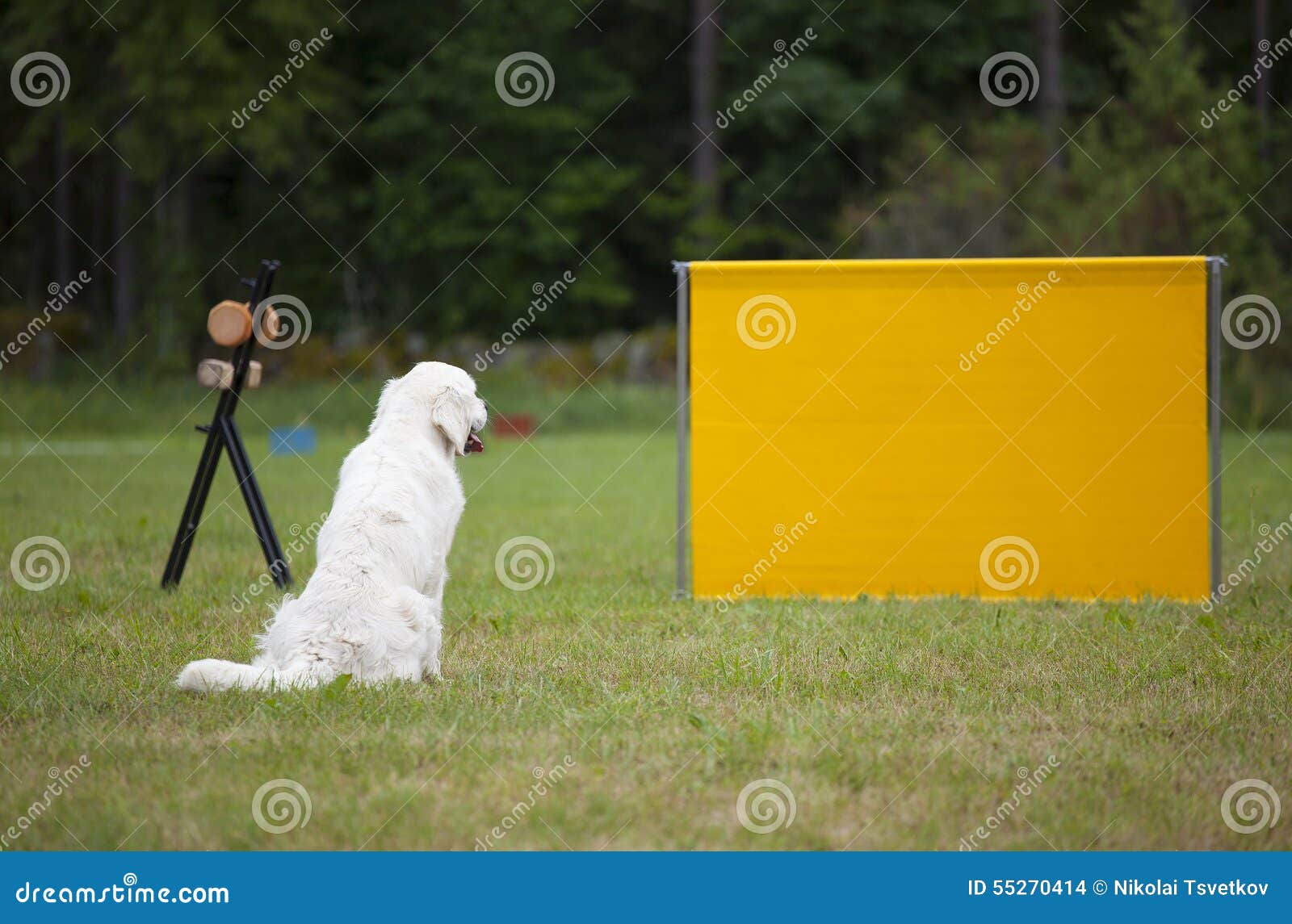 Labrador Dog Get Ready for Jump Stock Photo - Image of obstacle, sport ...