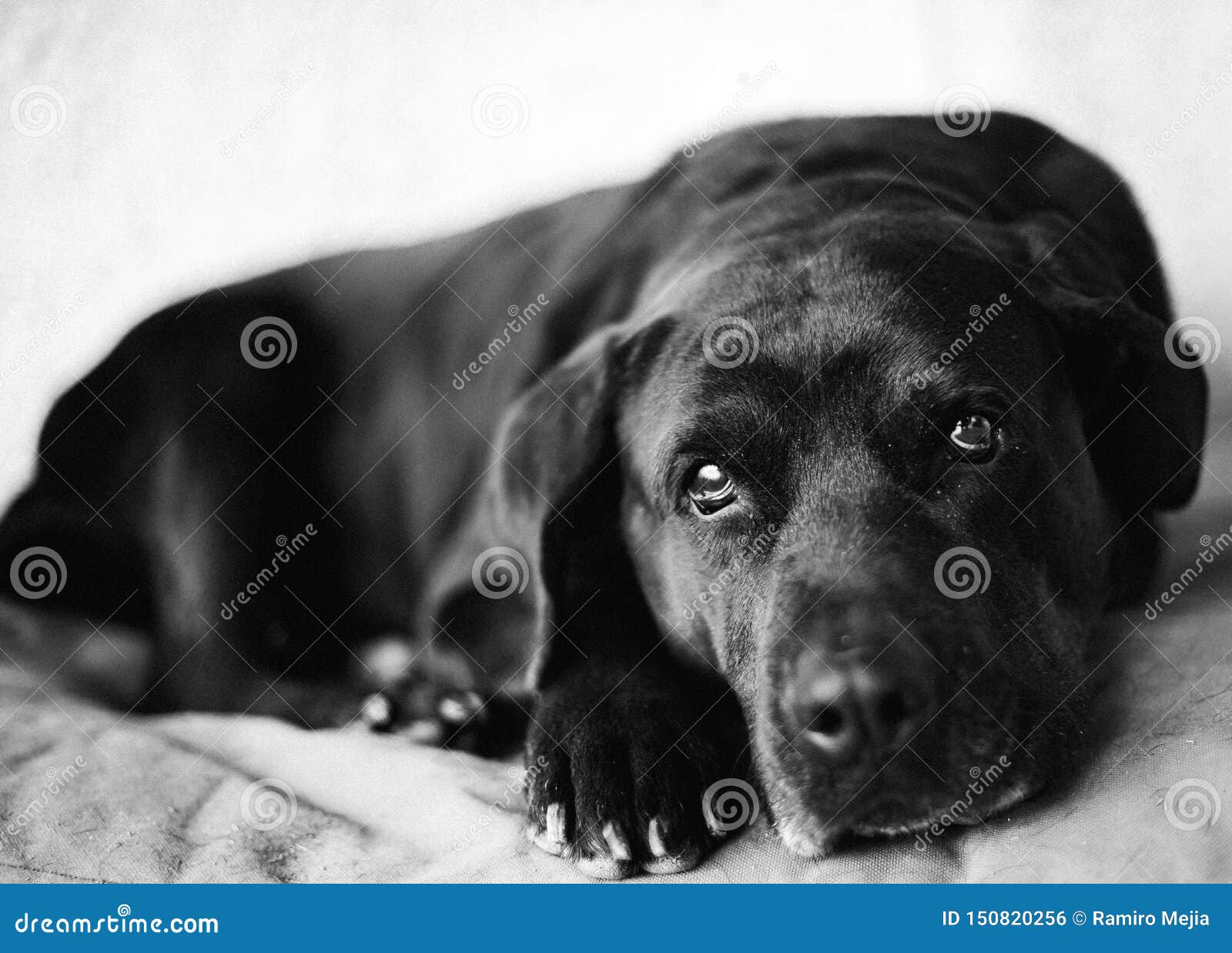 Labrador Dog after Having Eaten Stock Photo - Image of cute, mamal ...