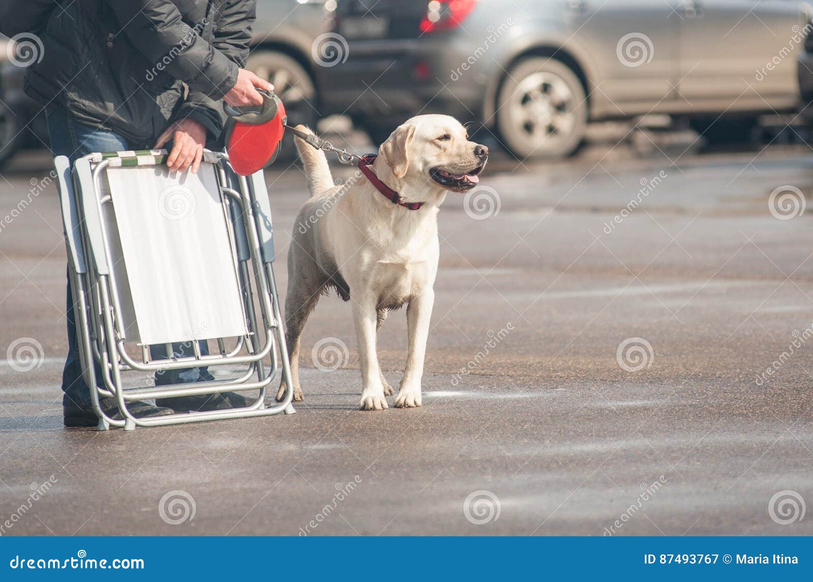 Labrador Dog with His Owner Stock Image - Image of champion, pedigree ...