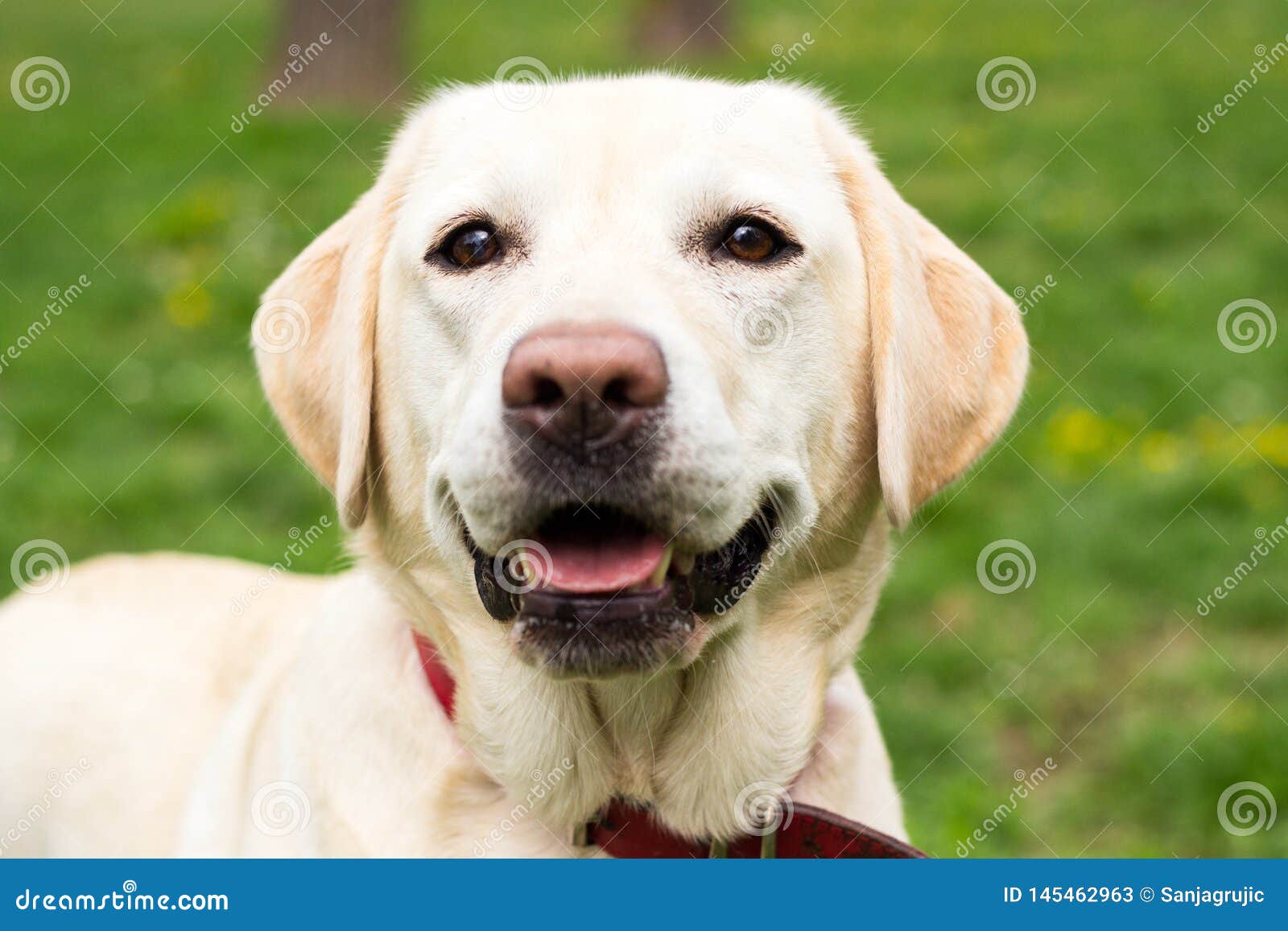 Labrador dog laugh stock image. Image of female, canine - 145462963