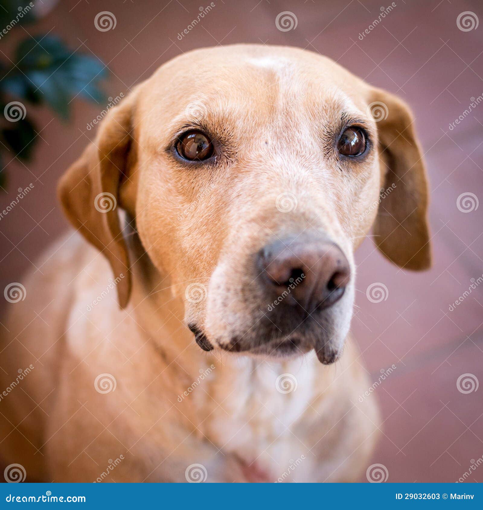 Labrador Dog Looking with Curiosity Stock Image - Image of bred, danger ...