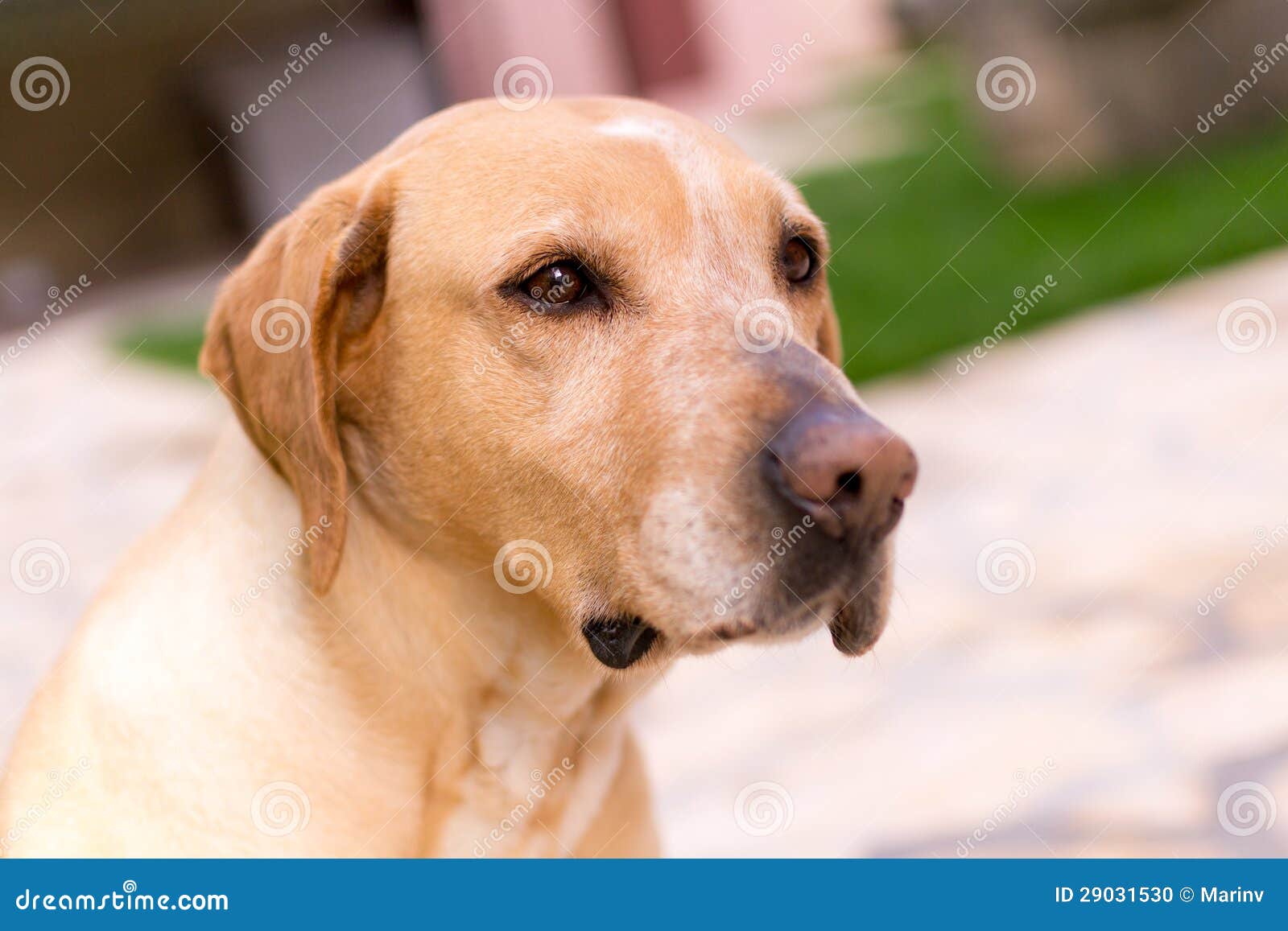 Labrador Dog Looking into Distance Stock Photo - Image of expression ...